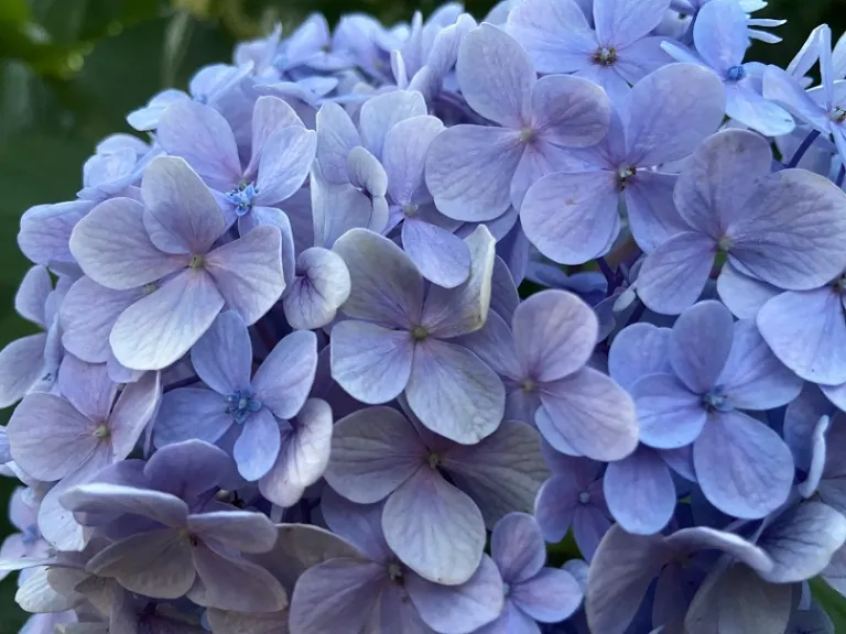 Hydrangea macrophylla 'Big Daddy' | Brookgreen